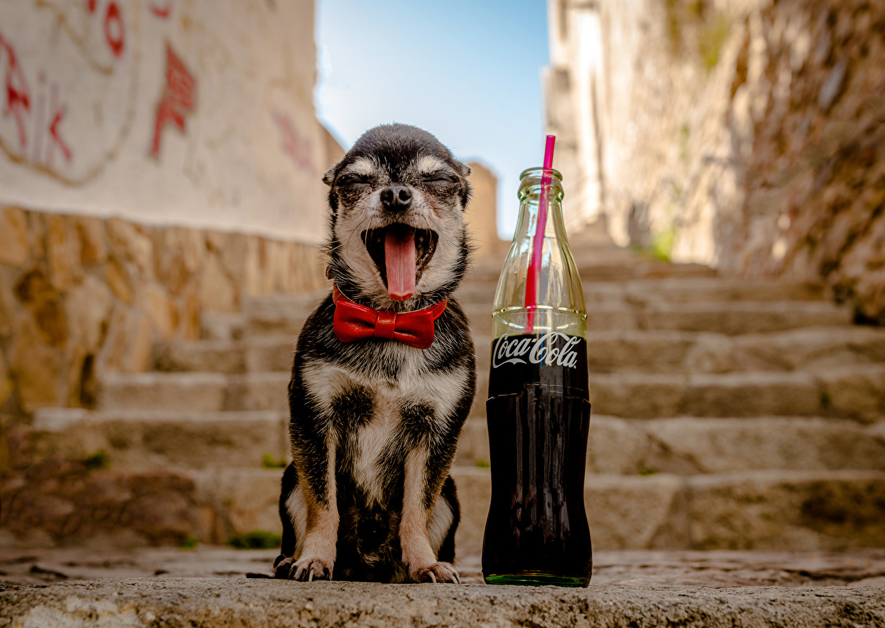 New Coke and Fad Dog Training - Alaska Dog Works