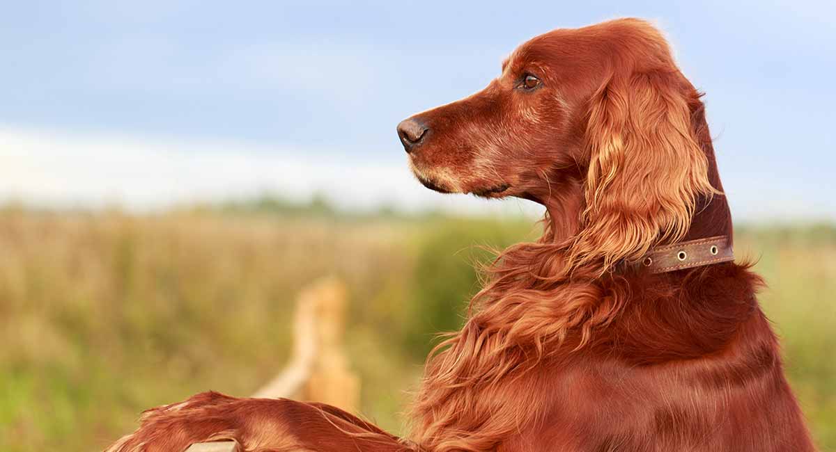 Most Intelligent Dog Breeds – Alaska Dog Works