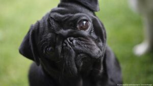 25 Dog Breeds Perfect For Retirees - Alaska Dog Works