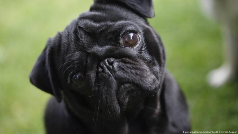 25 Dog Breeds Perfect For Retirees - Alaska Dog Works