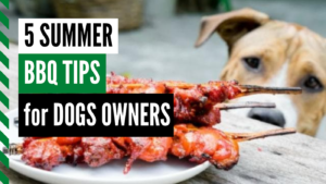 5 Summer BBQ Safety Tips for Dog Owners – Alaska Dog Works