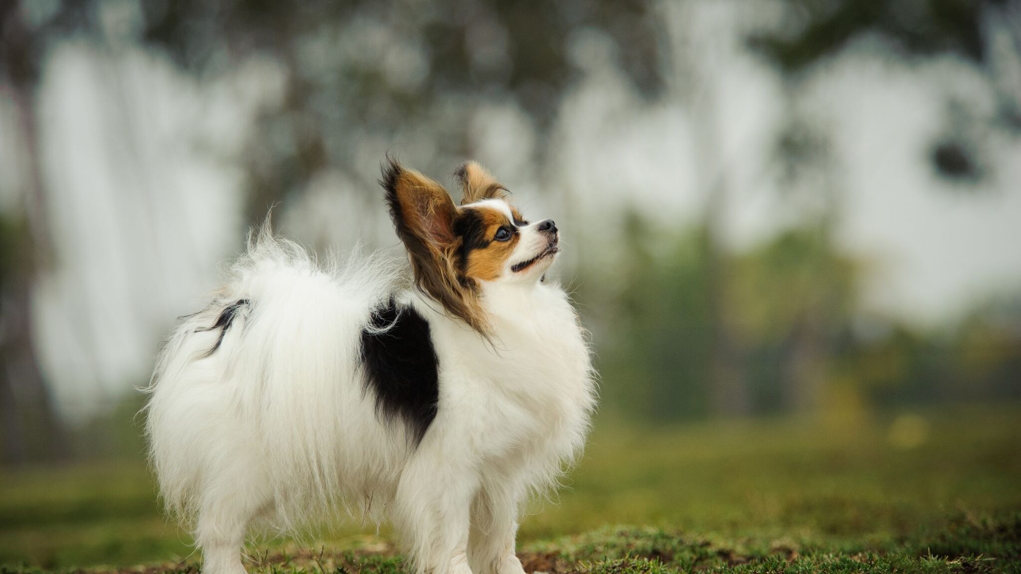 11 Easiest Dogs to Train That Make Obedient Pets - Alaska Dog Works