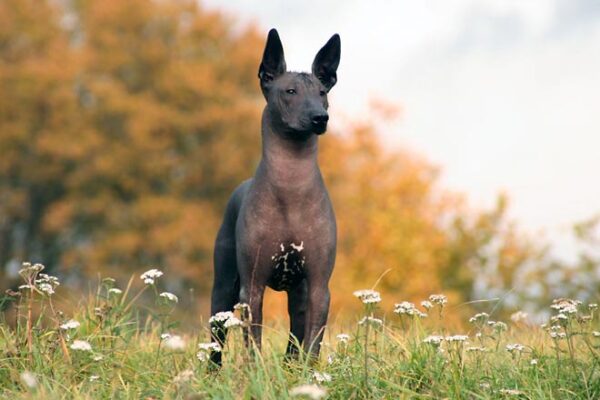 Mexican Dog Breeds: Meet the Xoloitzcuintli and the Chihuahua - Alaska ...