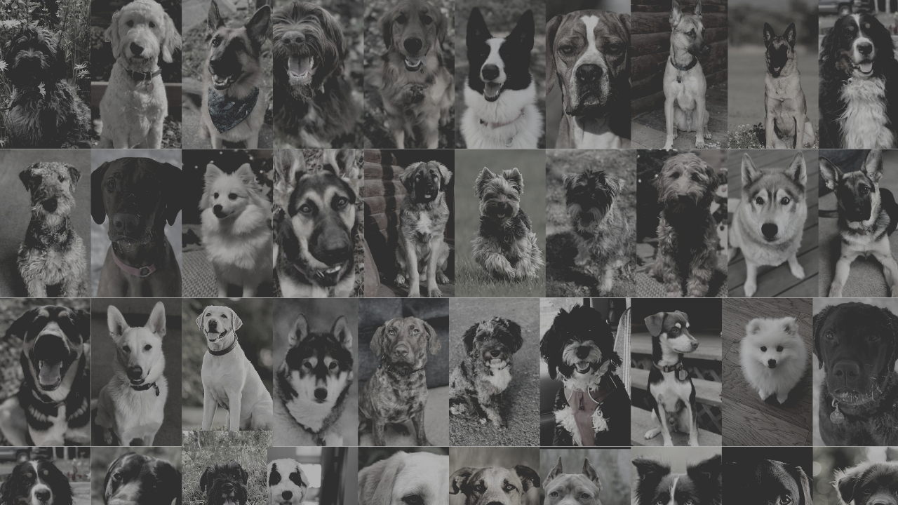 Updates and Information for Dog Enthusiasts Regarding the CDC’s New Dog ...