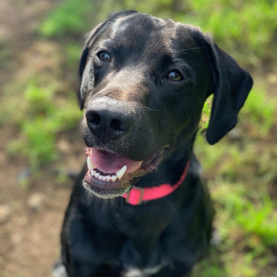 Anchorage - Alaska Dog Works