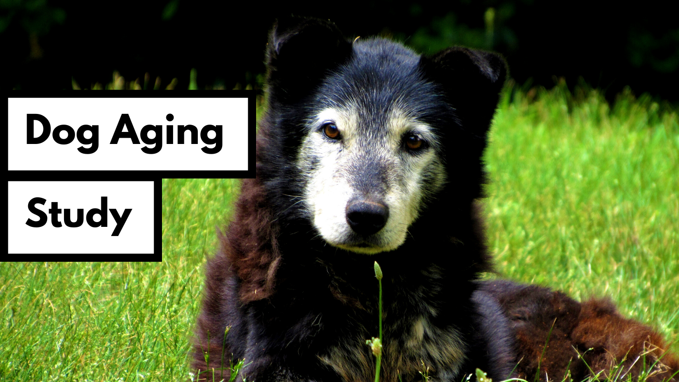 New Study Exploring Canine Aging Hopes to Help Dogs and their Owners ...
