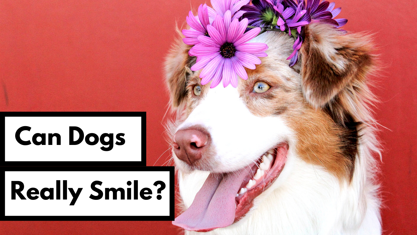 Can Dogs Really Smile? - Alaska Dog Works