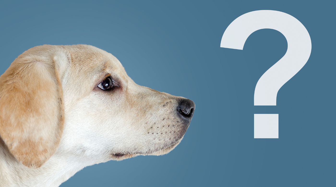 20 Most Googled Dog Questions - Alaska Dog Works