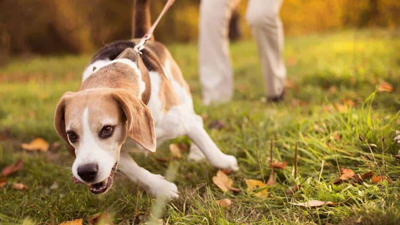 Disobedient, Uncontrollable, and Excitable Dogs - Alaska Dog Works