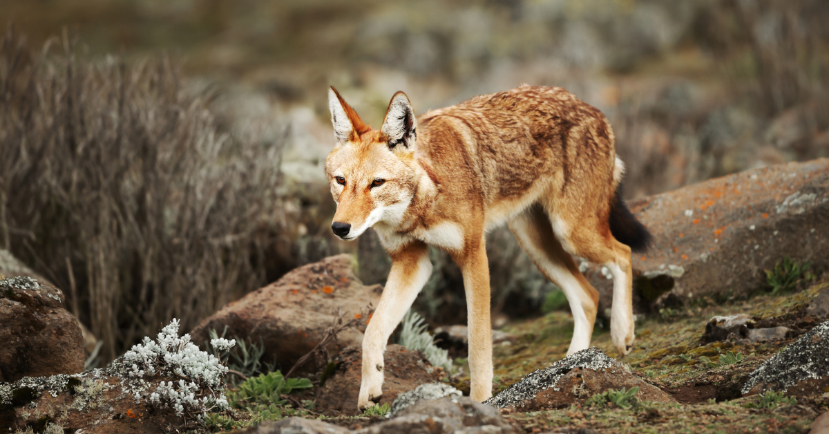 The 5 Most Endangered Canine Species - Alaska Dog Works