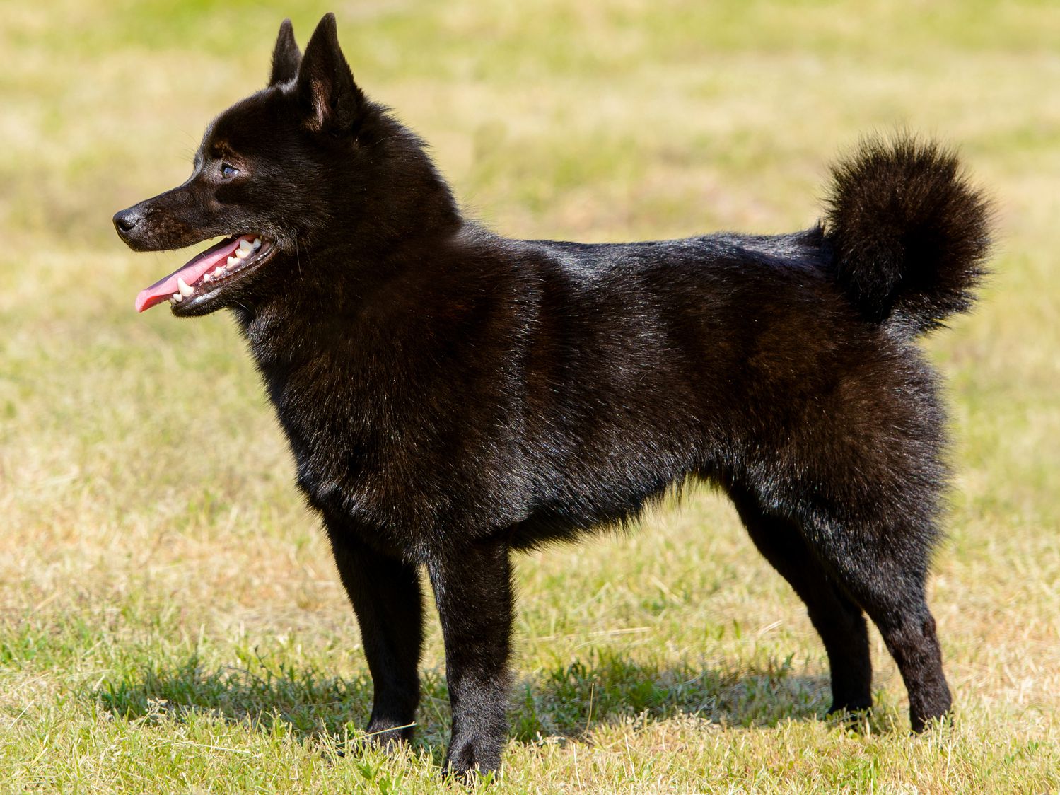 How to Train a Schipperke - Alaska Dog Works