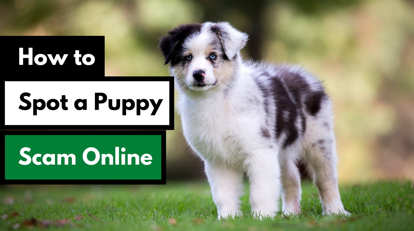 How to Spot a Puppy Scam Online - Alaska Dog Works