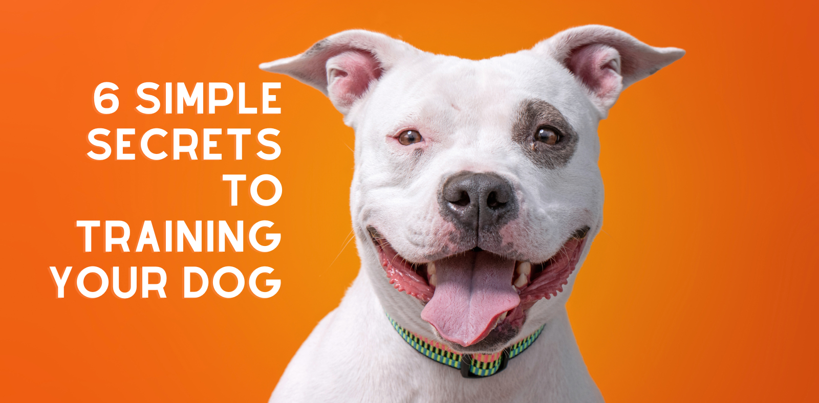 6 Simple Secrets to Training Your Dog - Alaska Dog Works