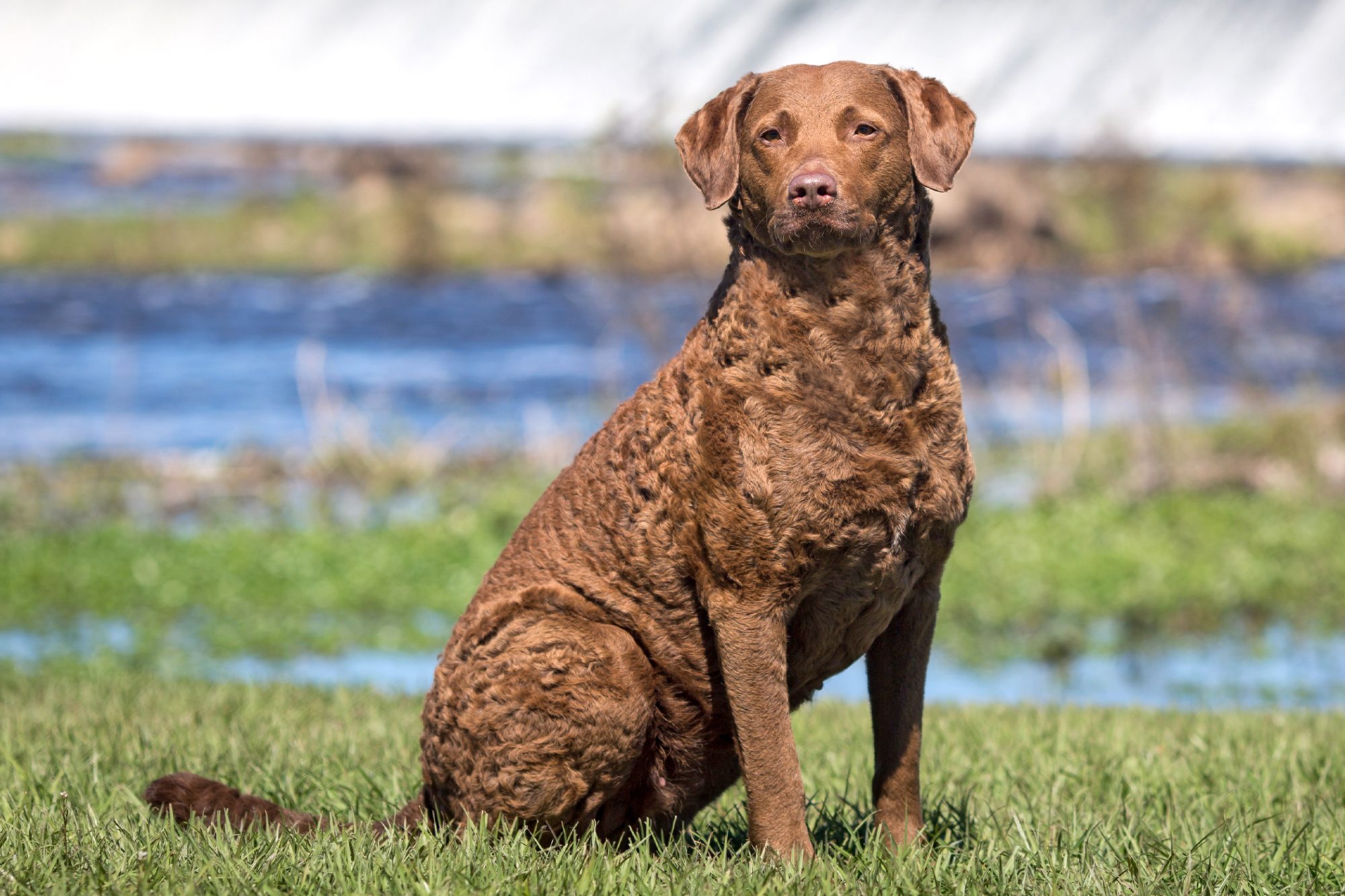 How to Train a Chesapeake Bay Retriever - Alaska Dog Works