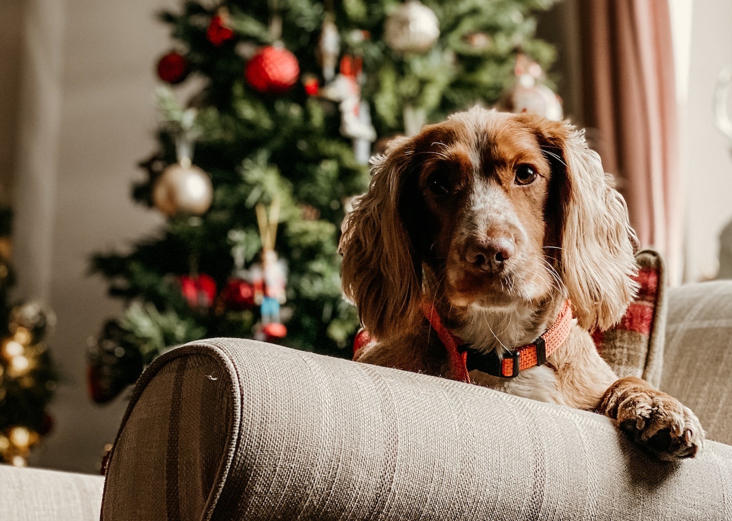 Preparing Your Dog for Holiday Vistors and Stress - Alaska Dog Works