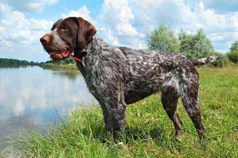 How to Train a German Wirehaired Pointer - Alaska Dog Works