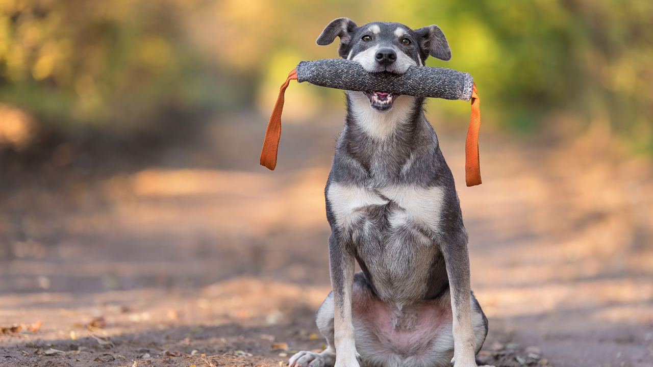 Top 5 Best Dog Training Super Tips For Beginners - Alaska Dog Works