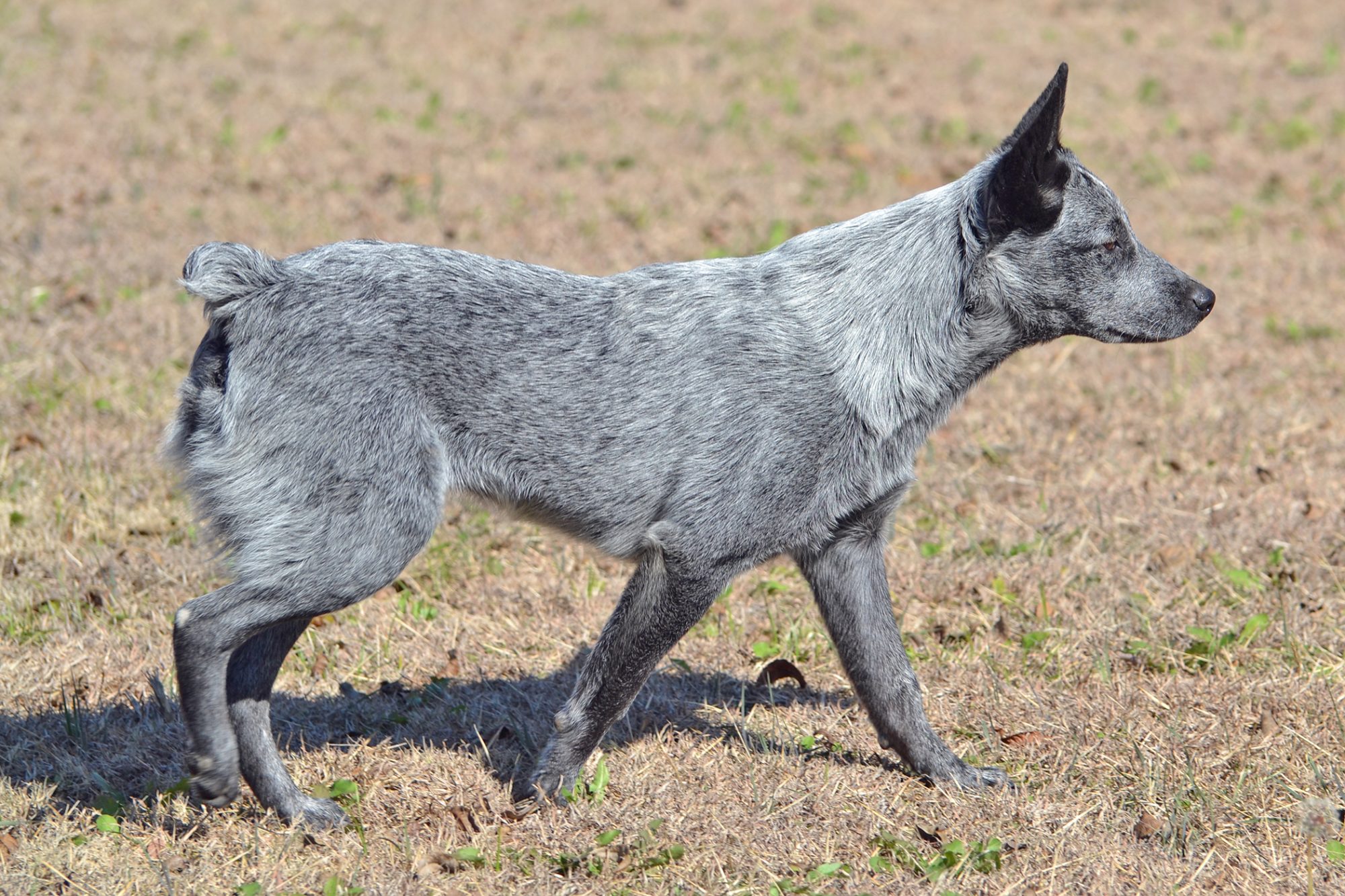 How to Train an Australian Stumpy Tail Cattle Dog - Alaska Dog Works