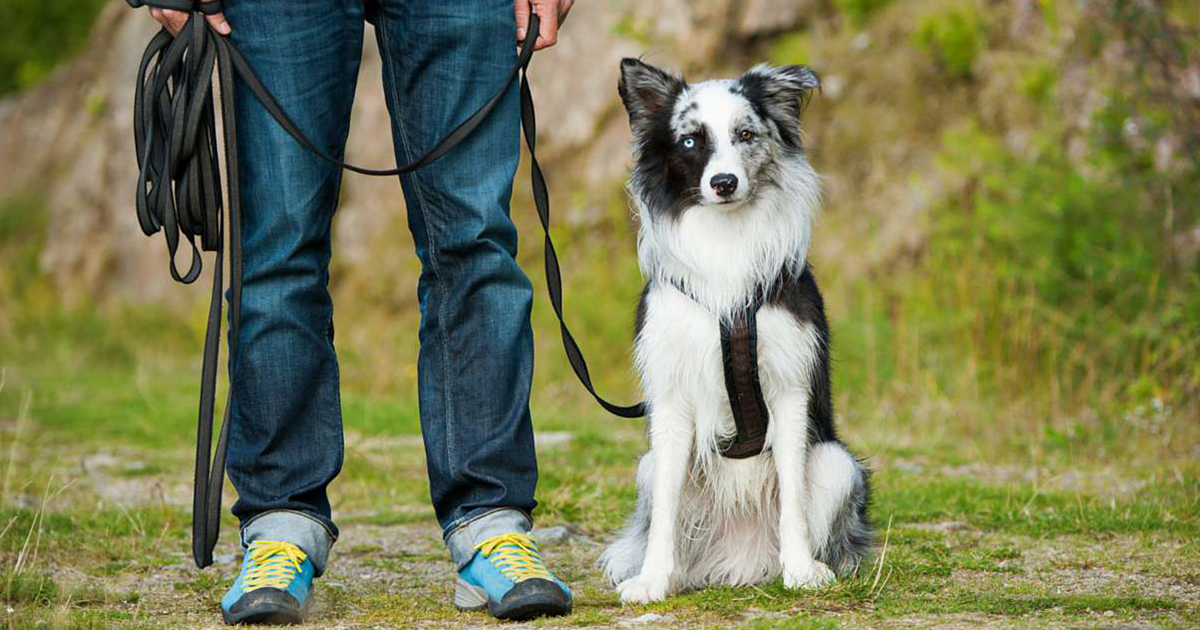 The Basics of Dog Training: What You Need to Know - Alaska Dog Works
