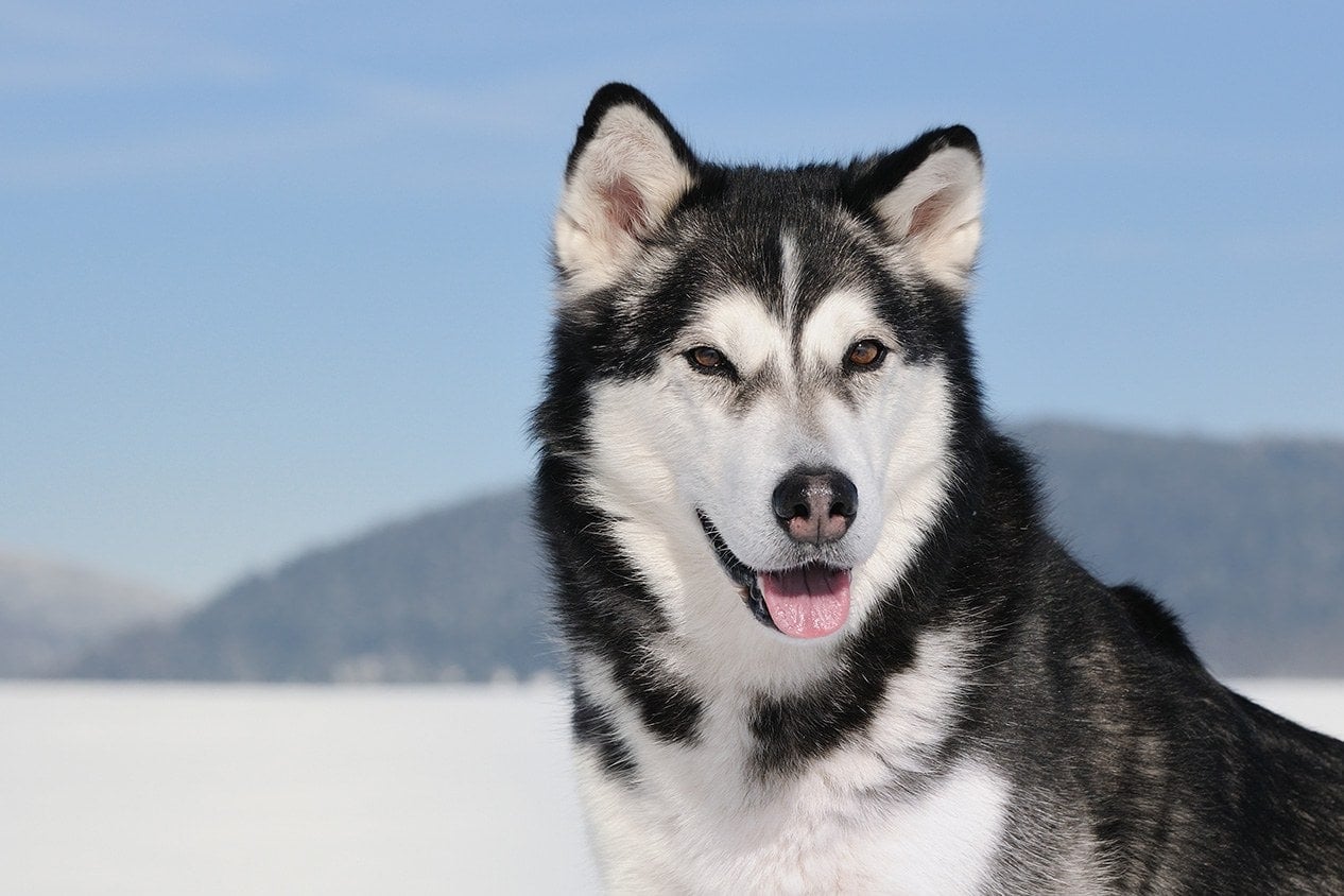 Traveling with Pets to Alaska - Alaska Dog Works