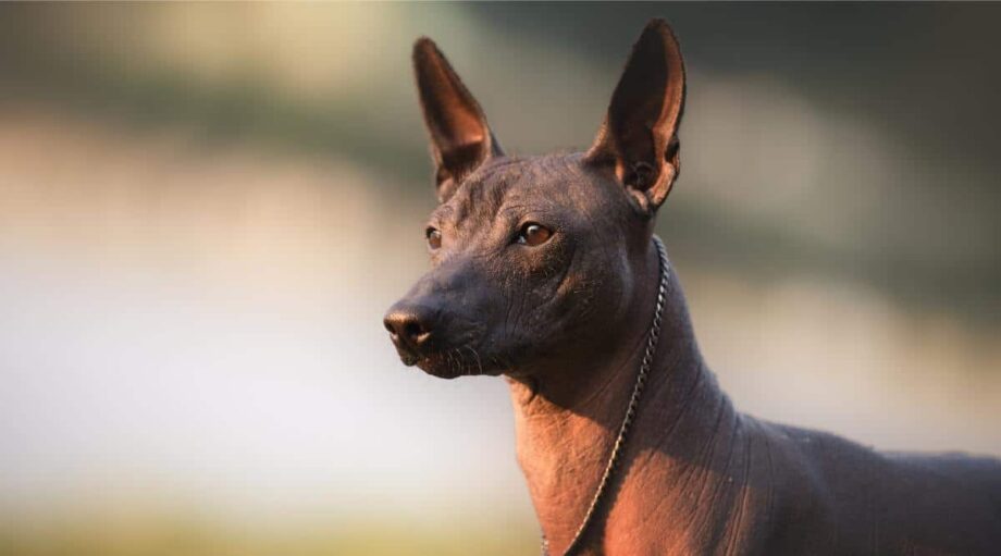 Mexican Dog Breeds: Meet the Xoloitzcuintli and the Chihuahua - Alaska ...