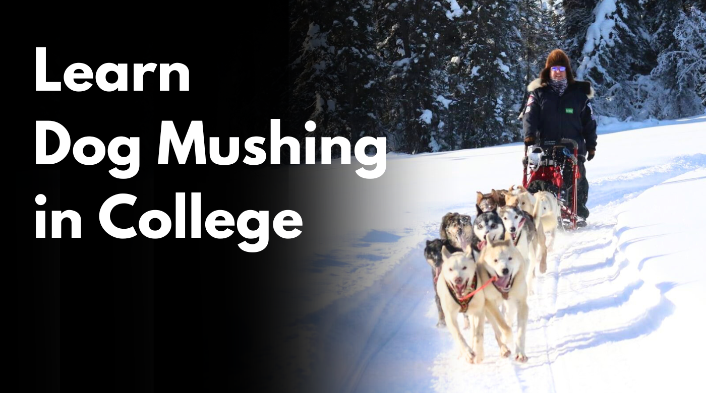 Learn Dog Mushing in College - Alaska Dog Works