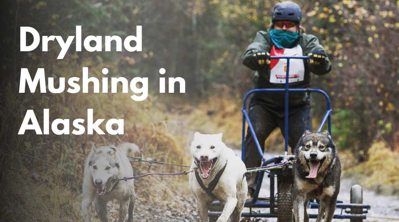 Dryland Mushing in Alaska - Alaska Dog Works