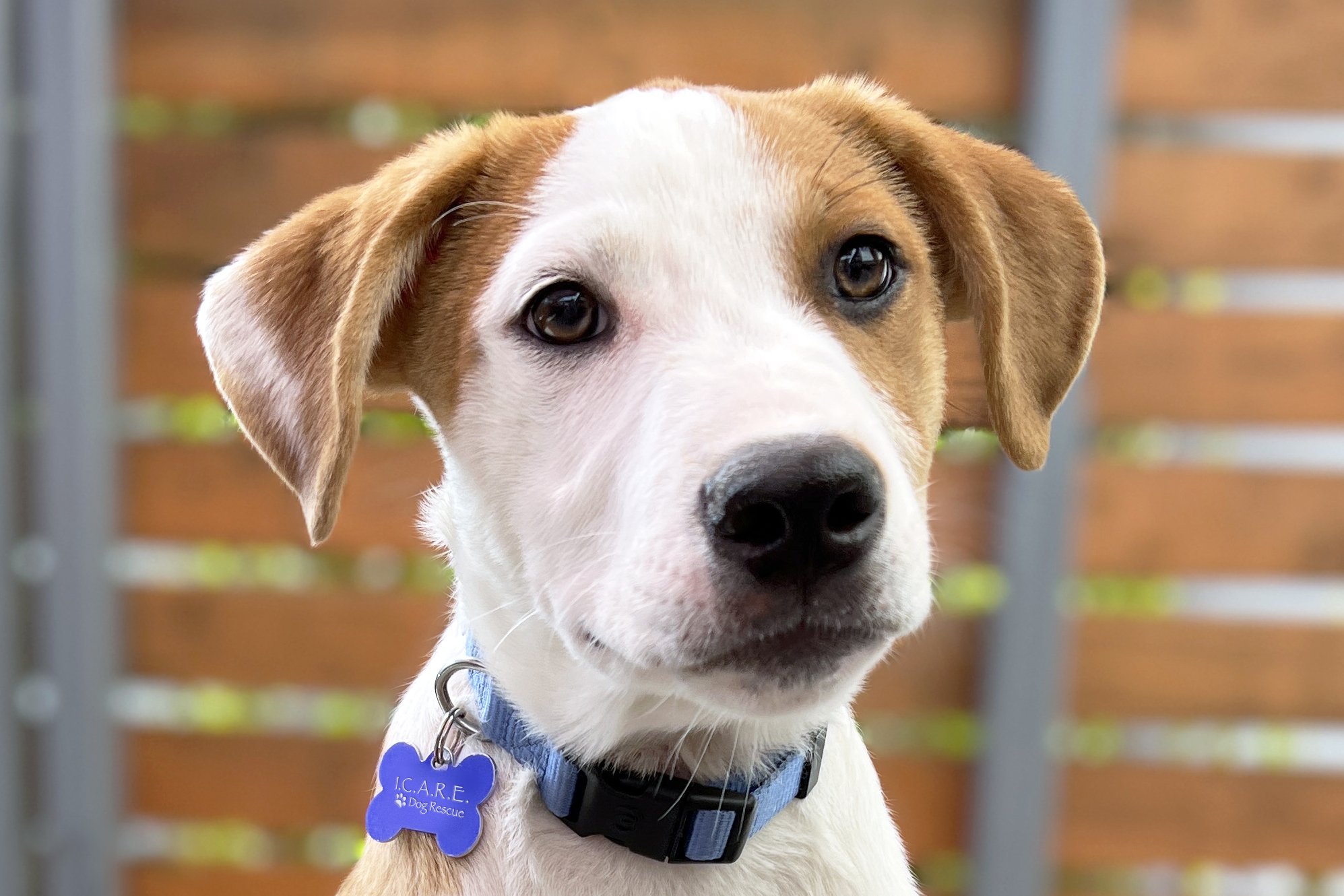 10 Questions to Ask When Getting a Dog From a Rescue or Shelter ...