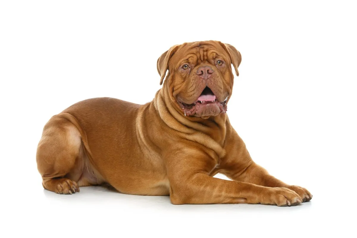 How to Train a Dogue de Bordeaux - Alaska Dog Works