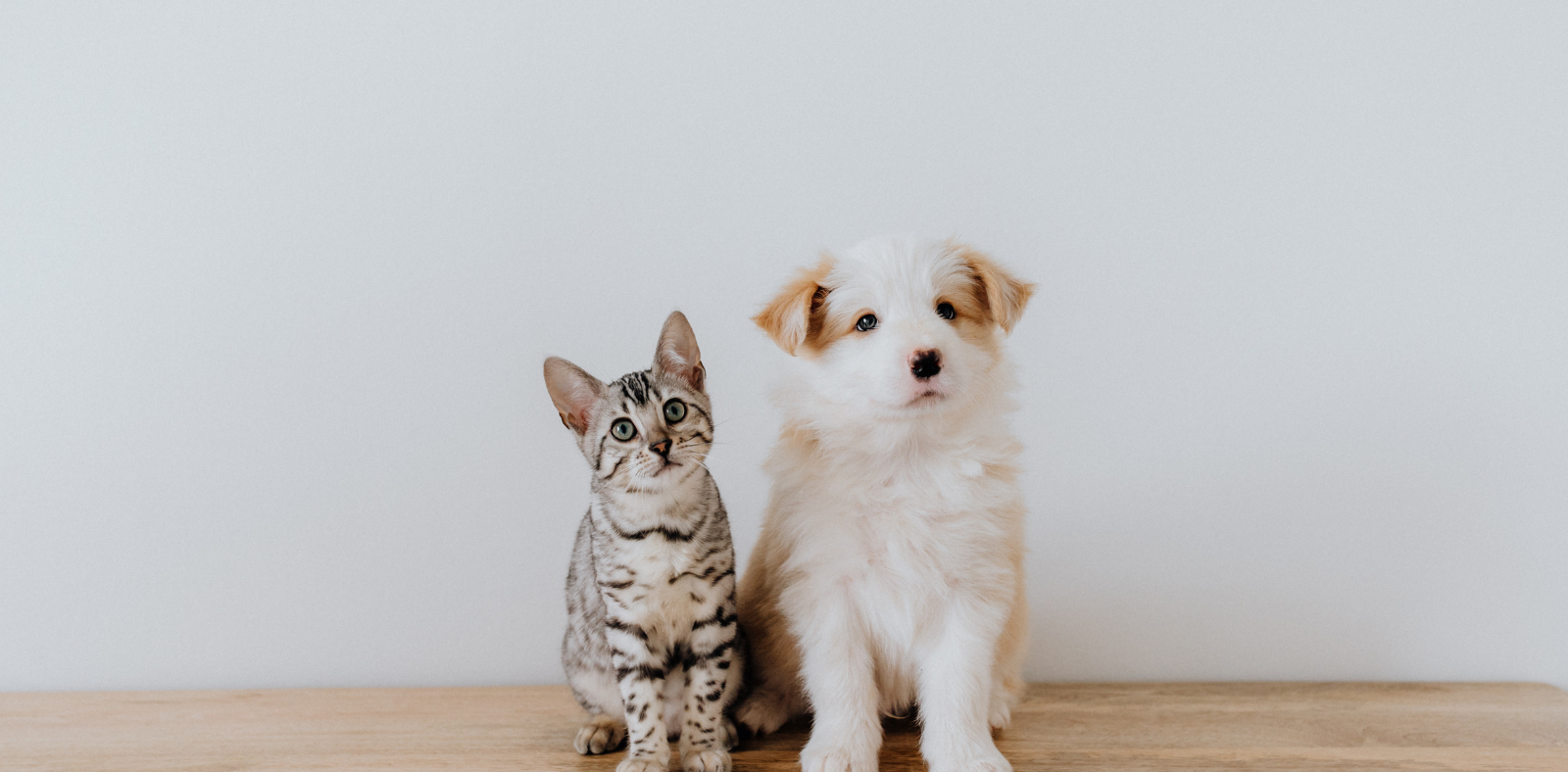 Training Your Dog to Get Along With Other Pets in the Household ...