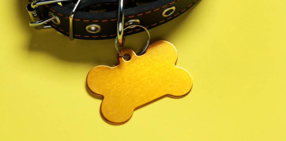 15 Best Classic Names for a Dog - Alaska Dog Works