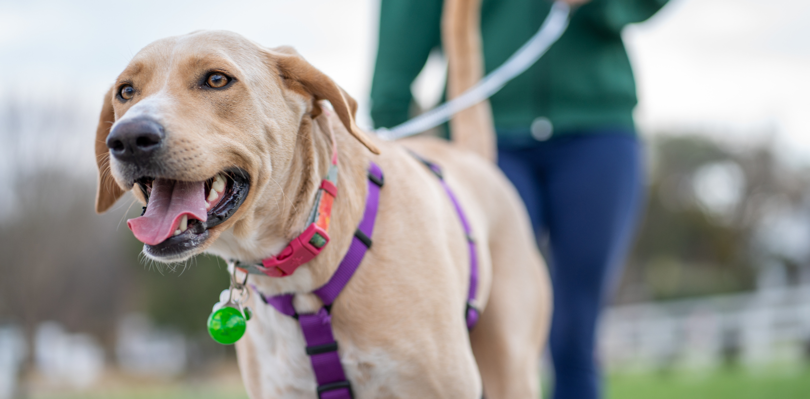 Does Your Dog Lunge on Walks? Tips for Controlling this Behavior ...