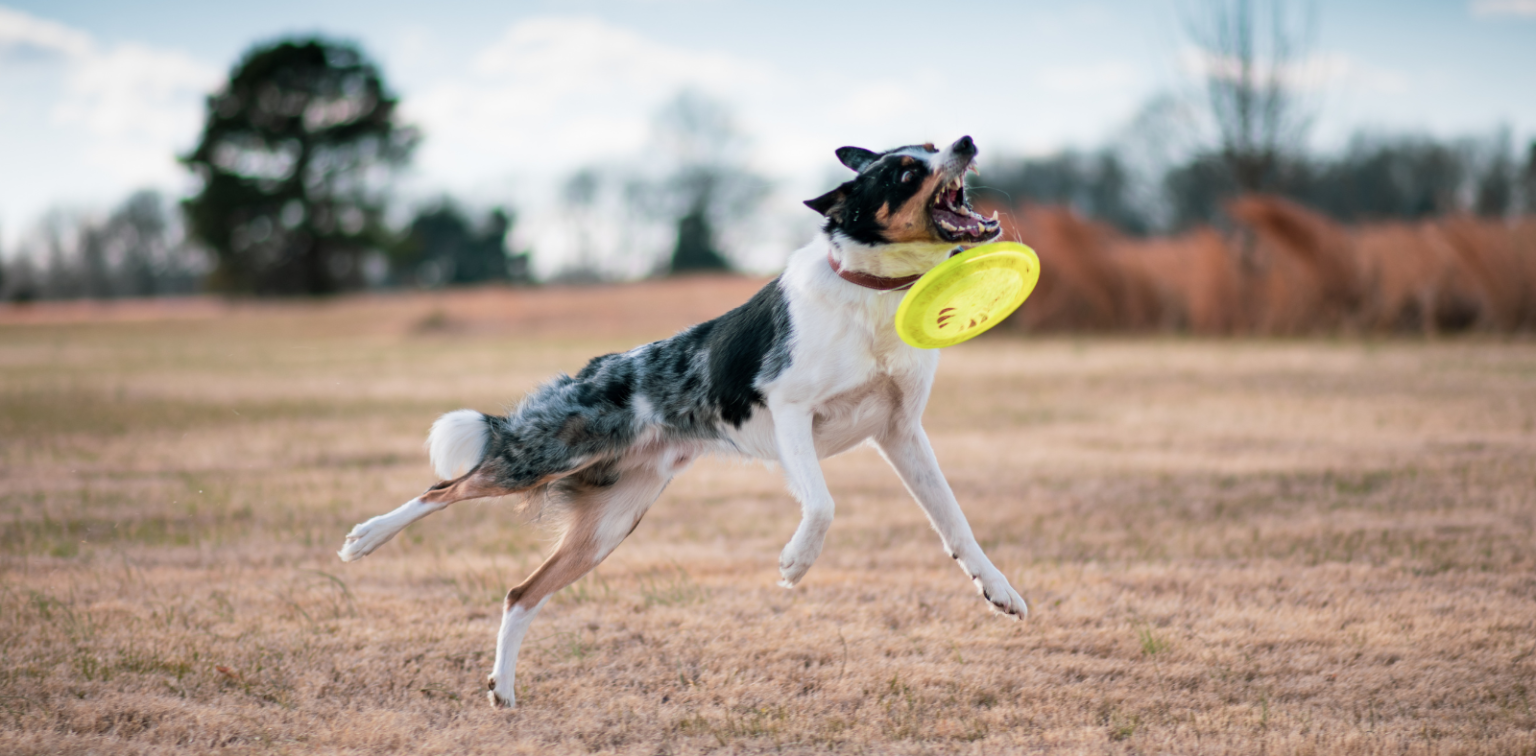 Tips for Teaching Your Dog to Catch a Frisbee - Alaska Dog Works