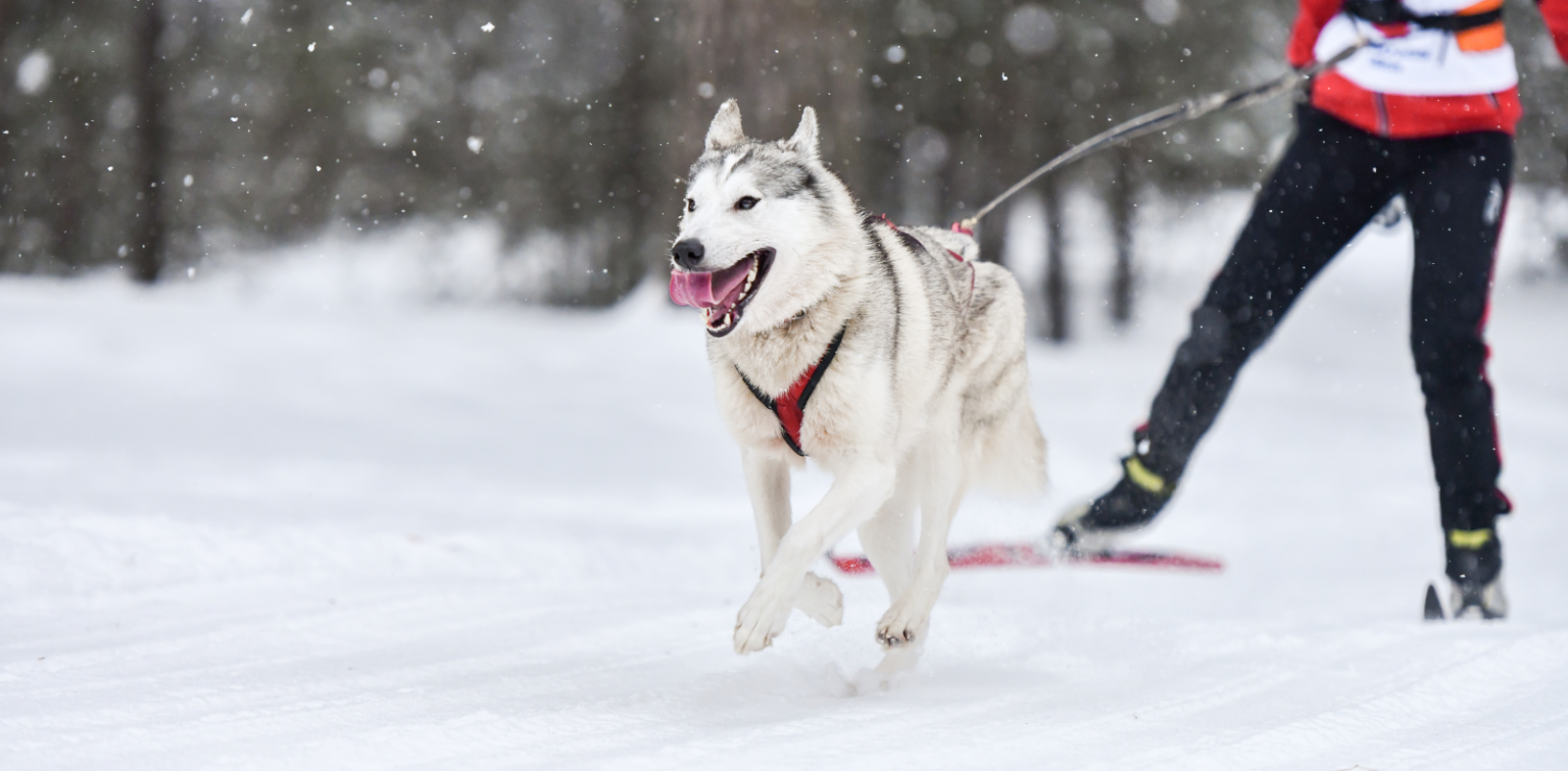 How to Safely Train Your Dog for Skijoring - Alaska Dog Works