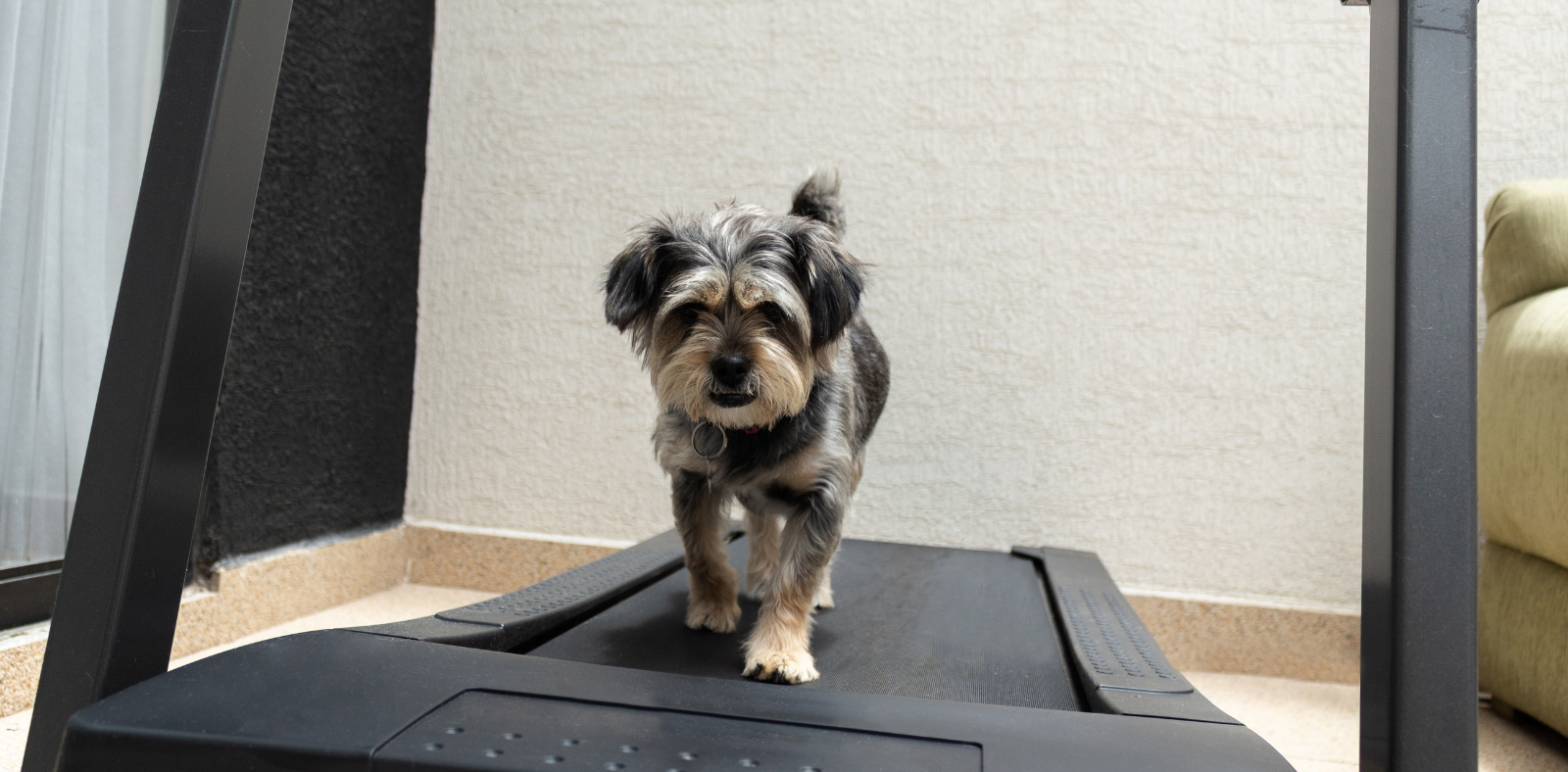 Teach Your Dog to Walk on a Treadmill - Alaska Dog Works