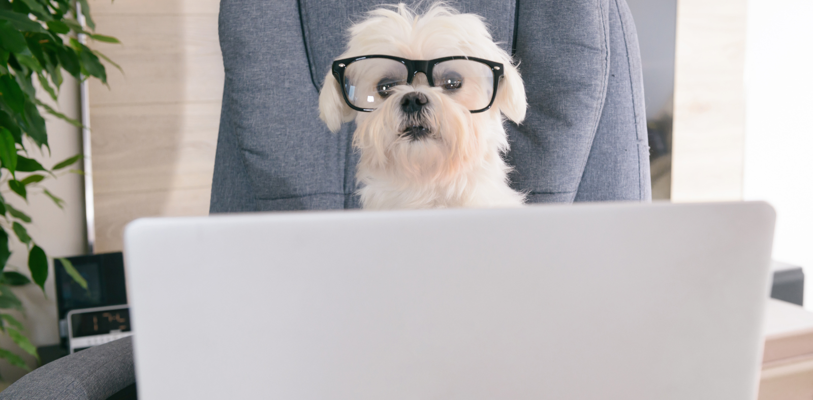 Understanding How Your Dog Learns - Alaska Dog Works