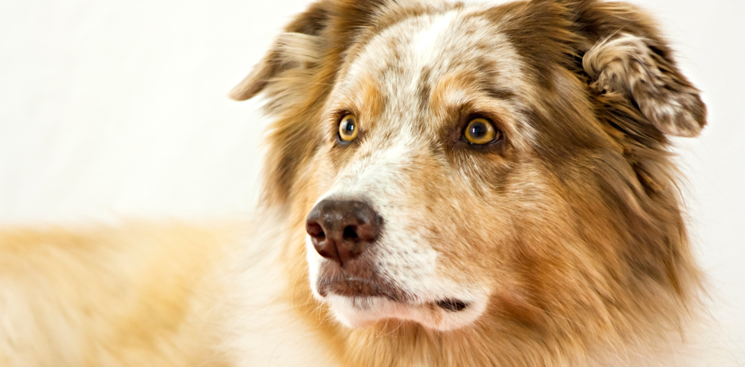 Impulse Control Training and Games for Dogs - Alaska Dog Works