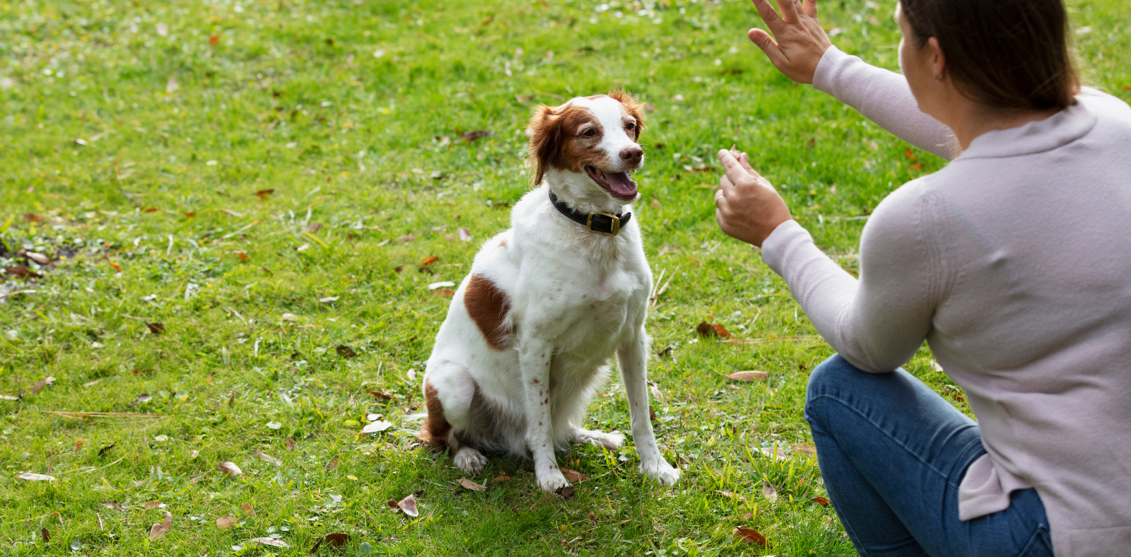 Teaching Targeting to Your Dog - Alaska Dog Works