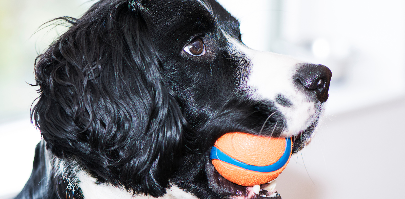 How to Teach Your Dog a 'Drop It' Cue - Alaska Dog Works