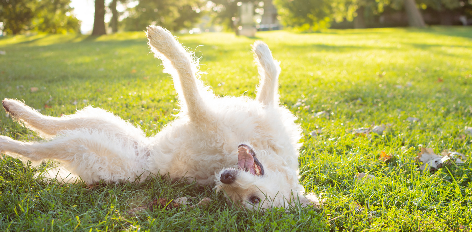 How to Teach a Dog to "Roll Over" - Alaska Dog Works