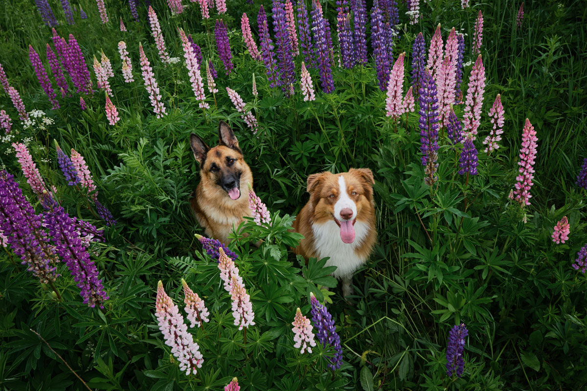 Dog Training News - Alaska Dog Works