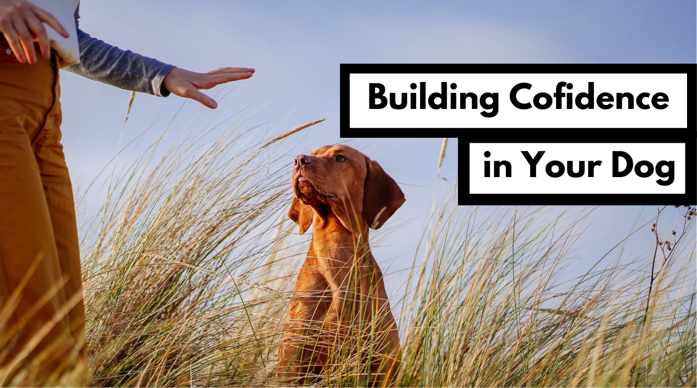 Understanding Anxiety and Building Confidence - Alaska Dog Works