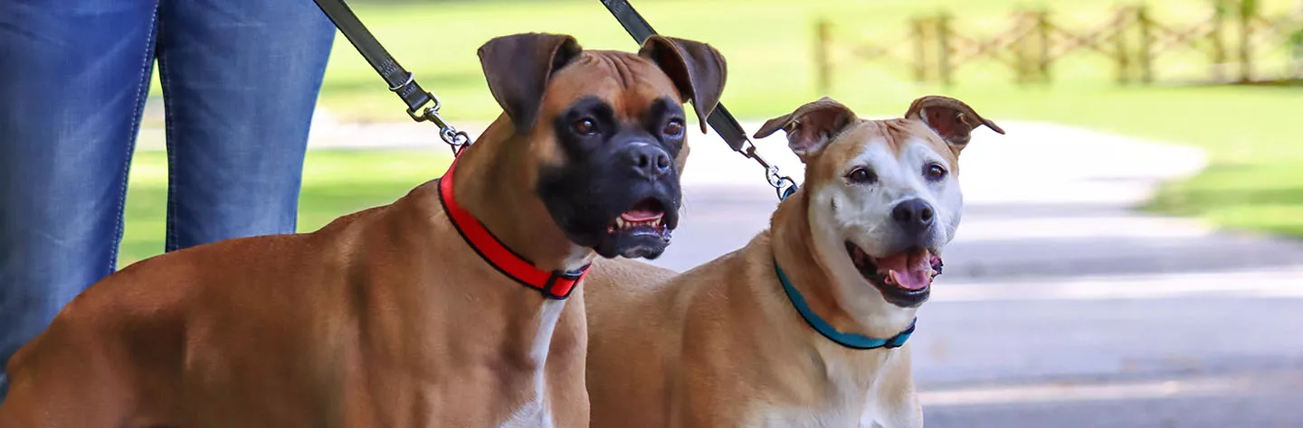 How to Socialize a Reactive Dog - Alaska Dog Works