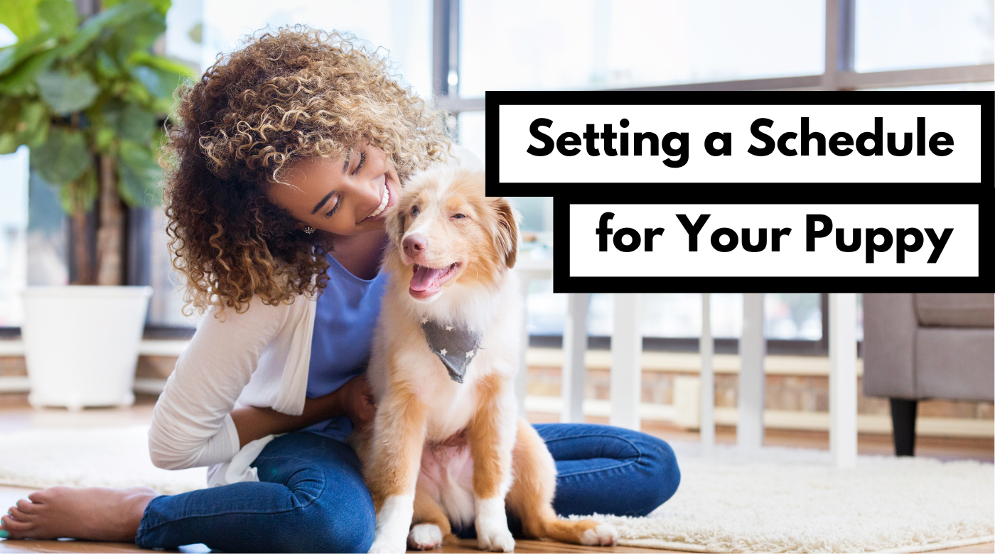 Setting a Schedule and Developing a Routine for Your New Puppy - Alaska ...