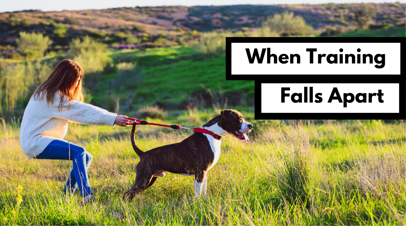 Why does dog training fall apart? - Alaska Dog Works