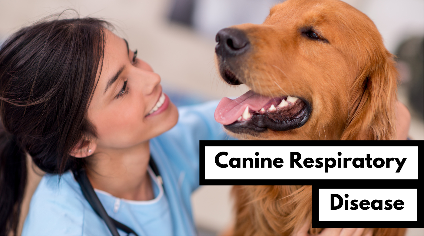 The Latest on the Canine Respiratory Disease - Alaska Dog Works