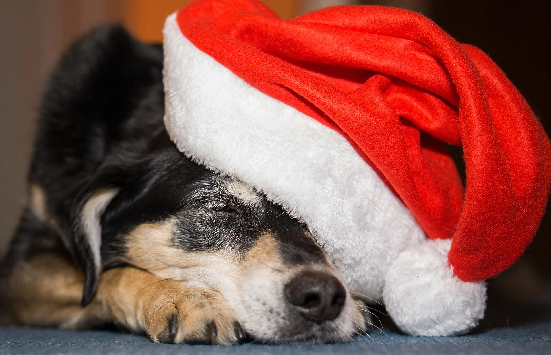 Dog Etiquette Tips for the Holiday Season - Alaska Dog Works