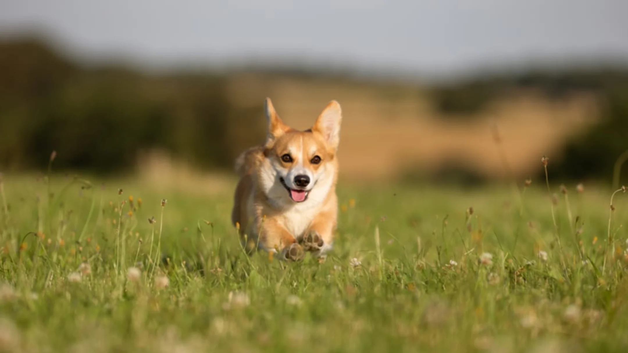 The Ancient Connection Between Corgis and Fairies - Alaska Dog Works