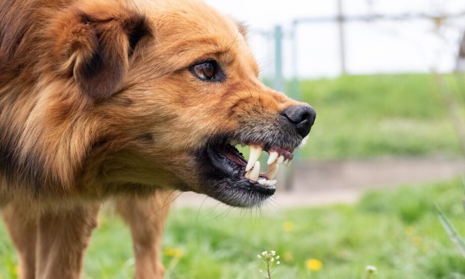 Understanding the Safety Risks of Canine Aggression: A Comprehensive ...