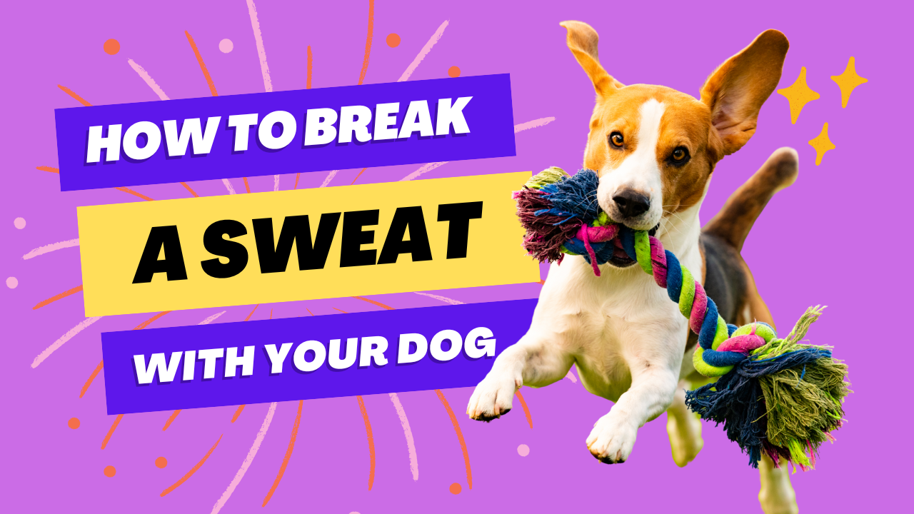 10 Ways to Break a Sweat with Your Dog - Alaska Dog Works